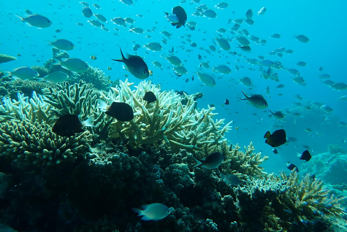 First impressions of Fiji » Pitufa.at