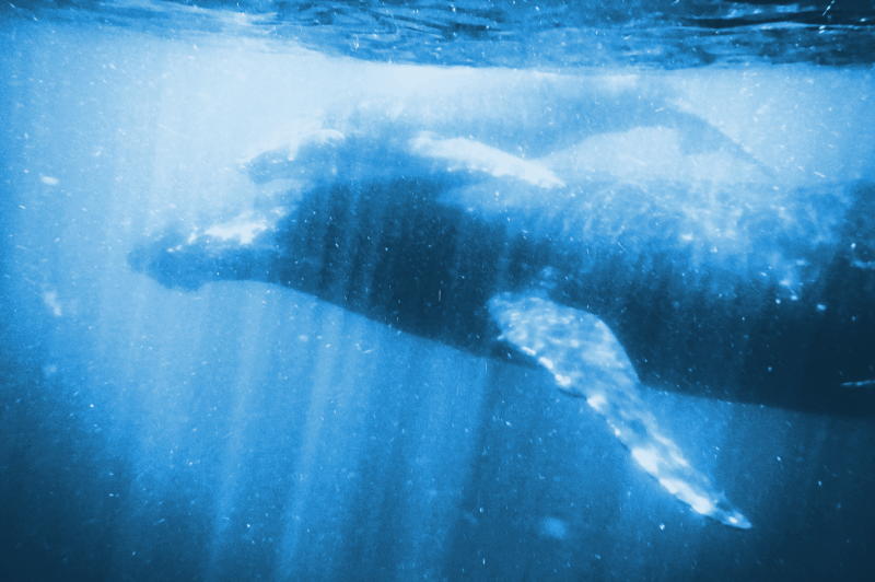 Tahanea, Tuamotu Archipelago » Pitufa.at